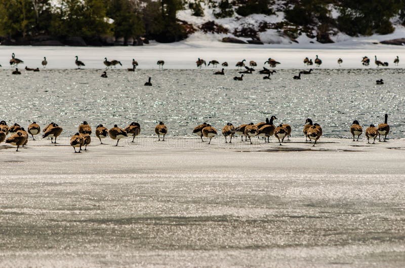 Isolated Rows of Canada Geese on Ice Stock Image - Image of outdoor ...
