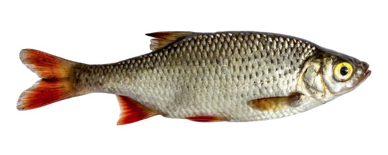 Isolated Rudd , a Kind of Fish from the Side. Live Fish with Flowing ... Isolated Rudd , a Kind of Fish from the Side. Live Fish with Flowing ...