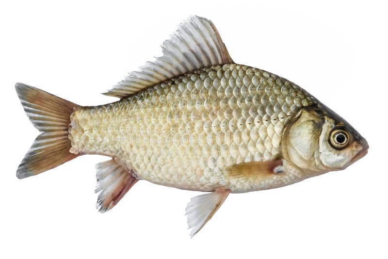 Isolated Rudd , a Kind of Fish from the Side. Live Fish with Flowing ... Isolated Rudd , a Kind of Fish from the Side. Live Fish with Flowing ...