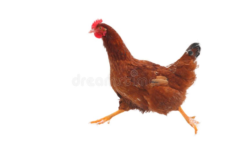 Isolated runnig hen stock image. Image of bird, head - 17812013
