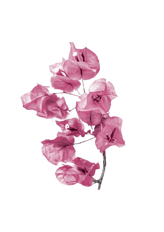 Isolated Santa Rita Flower Color Edited Stock Photo - Image of detail ...