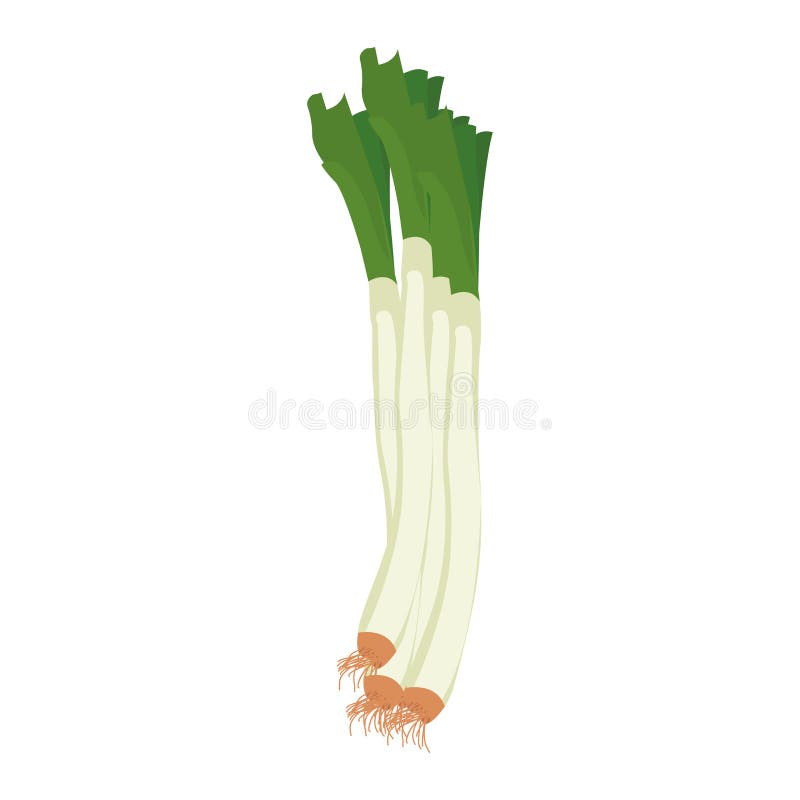 Isolated scallion icon stock vector. Illustration of green - 213659675