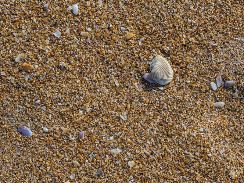 Ridged Seashell on the Beach Stock Photo - Image of macro, backdrop ...