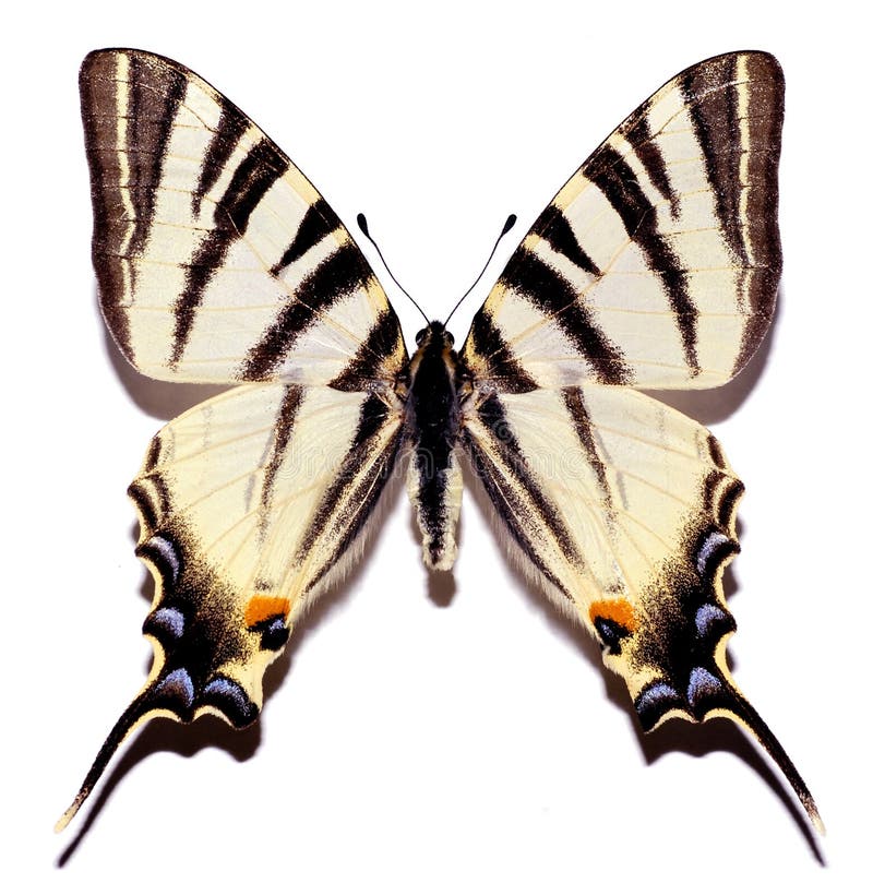 Isolated swallowtail stock photo. Image of macro, head - 4396140