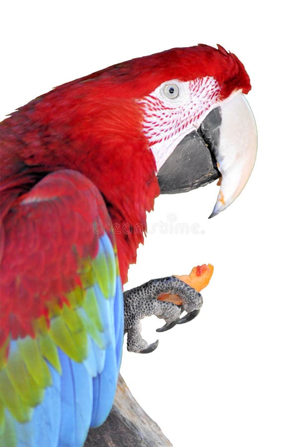 Parrot eating carrot stock photo. Image of look, speak - 3861316