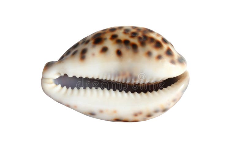 Isolated Sea Shell stock image. Image of shell, oceania - 9604113