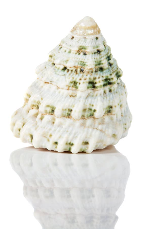 Cockleshell with reflexion stock photo. Image of beauty - 10255816