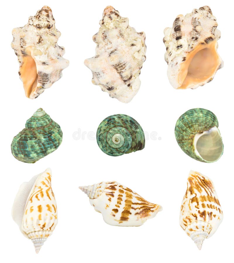 Seashell Different Angles Stock Photos - Free & Royalty-Free Stock ...