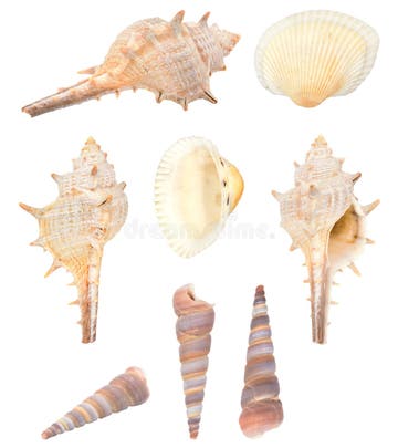 Shells Angles Stock Photos - Free & Royalty-Free Stock Photos from ...