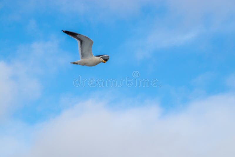 Isolated Seagull Patagonia Chile Stock Image - Image of beach, animal ...