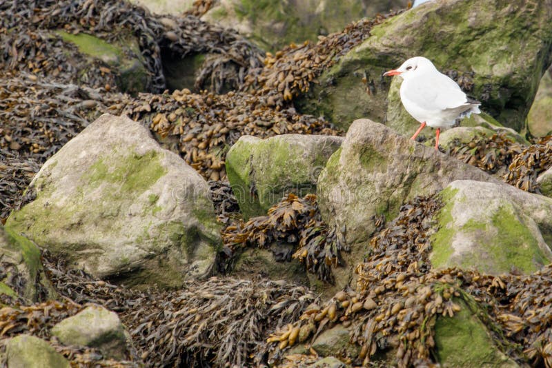Lovely Seagull isolated stock photo. Image of closeup - 195625096
