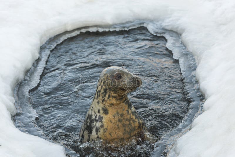 Isolated Seal on Ice during Winter Stock Image - Image of snow, cute ...