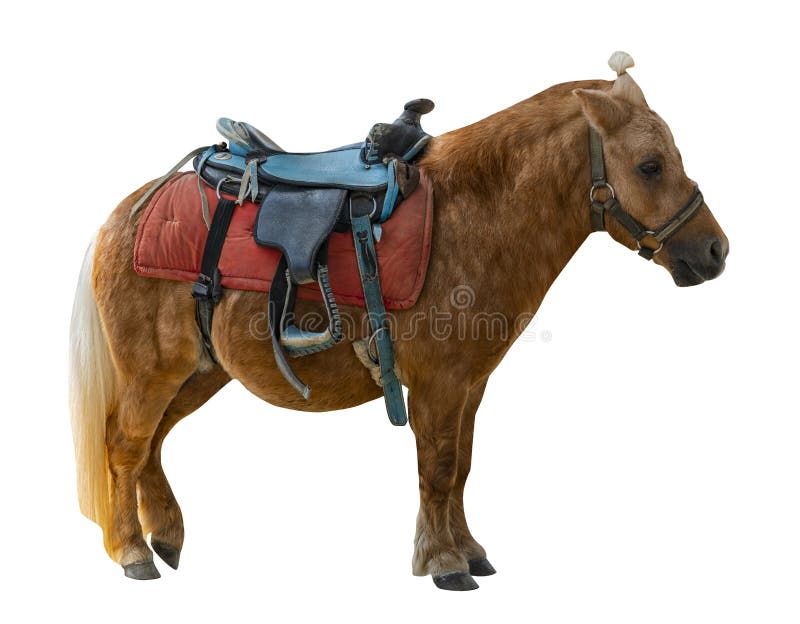 Isolated Serviced Pony for Children in Zoo on White Background, Side ...
