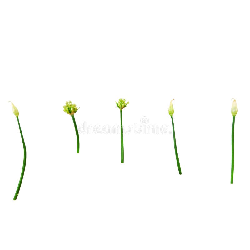 Isolated Set of Small Budding Flower in White Background with Clipping ...