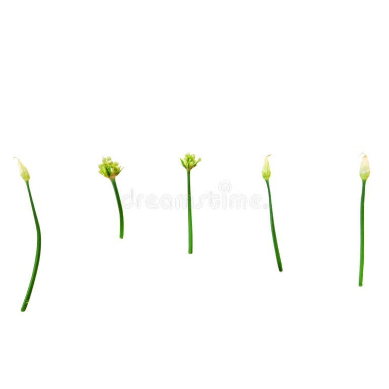 Isolated Set of Small Budding Flower in White Background with Clipping ...