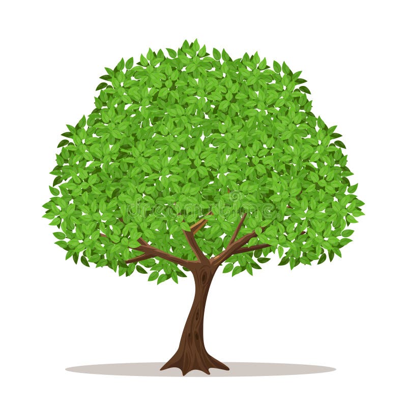 Isolated Shade Tree on White Background. Stock Vector - Illustration of ...