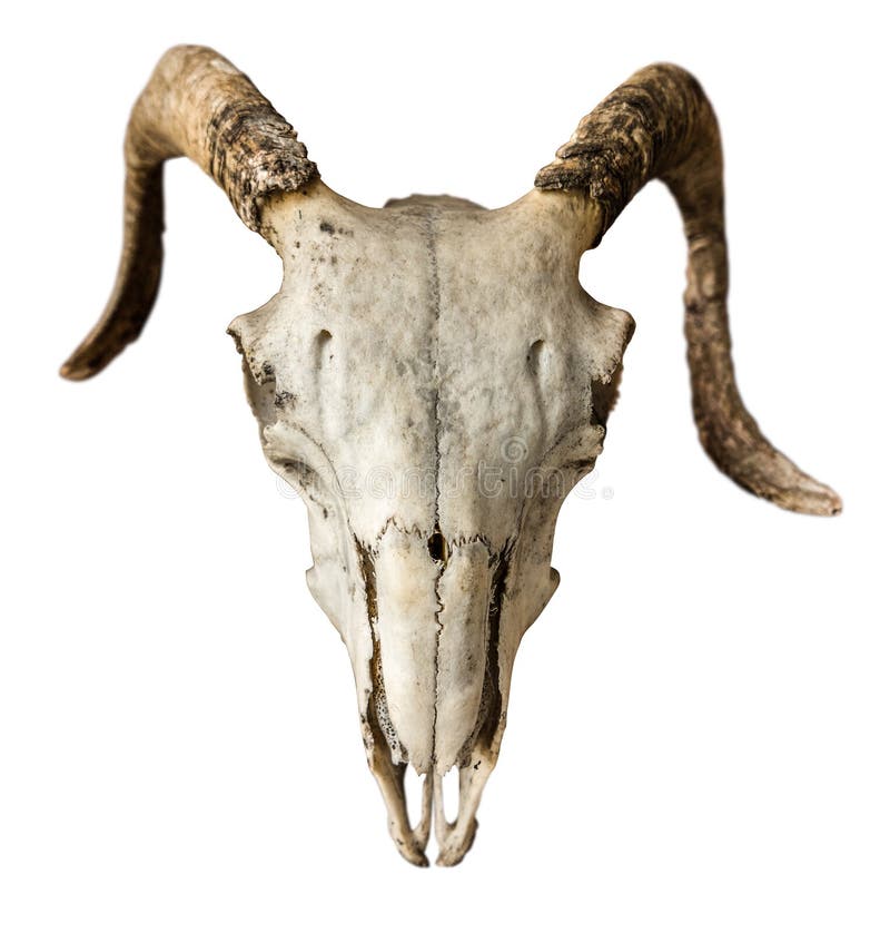 Isolated Sheep Skull stock photo. Image of background - 69195808