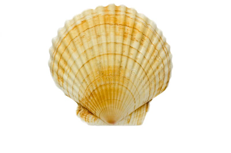 Two Sides of a Scallop Shell Stock Image - Image of elements, holiday ...