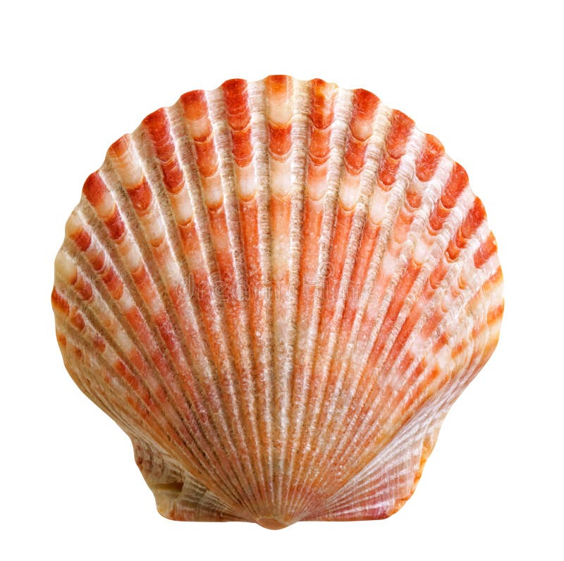 Gold scallop shell stock photo. Image of seashell, detail - 161621274