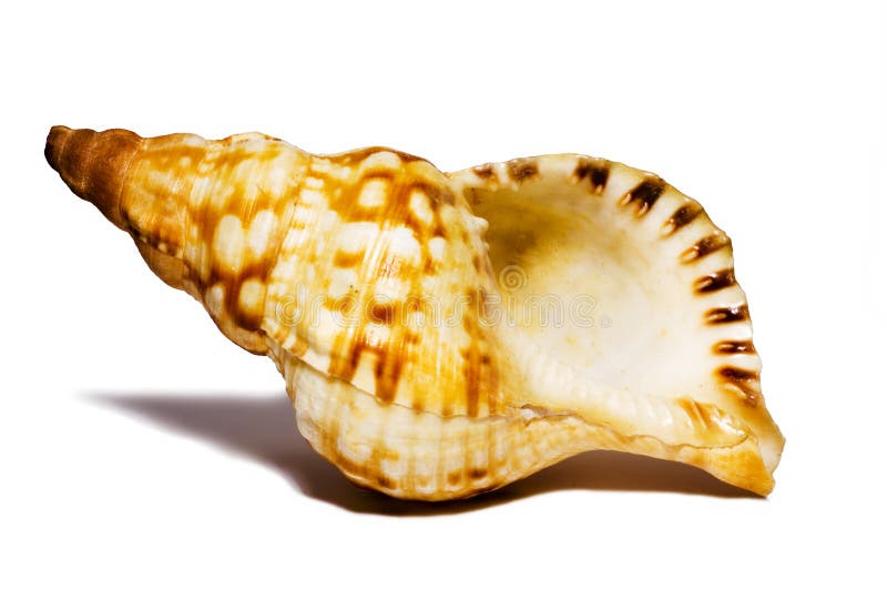 Beach stock photo. Image of loneliness, bliss, ocean, bank - 1771304