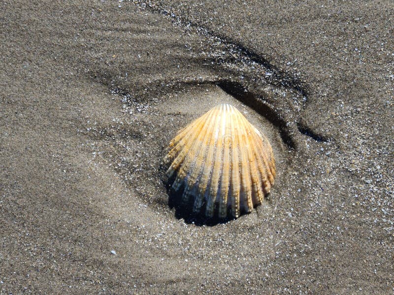 Isolated Shell on Beachwith Scour Marks Stock Photo - Image of marines ...