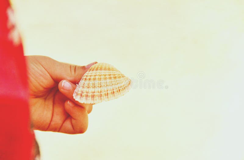 Isolated Shell in a Children Hand Stock Image - Image of protein ...