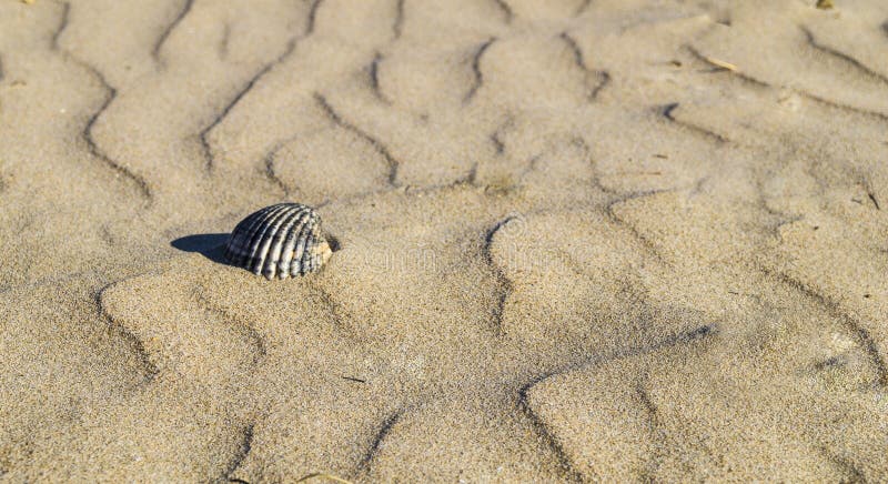 Isolated shell stock photo. Image of coast, design, vacation - 222879762