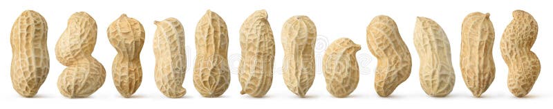 Isolated Shelled Peanuts in a Row Stock Photo - Image of individuality ...