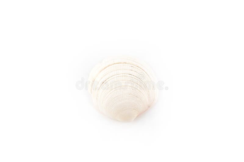 Isolated Shells with White Background. Stock Photo - Image of coral ...