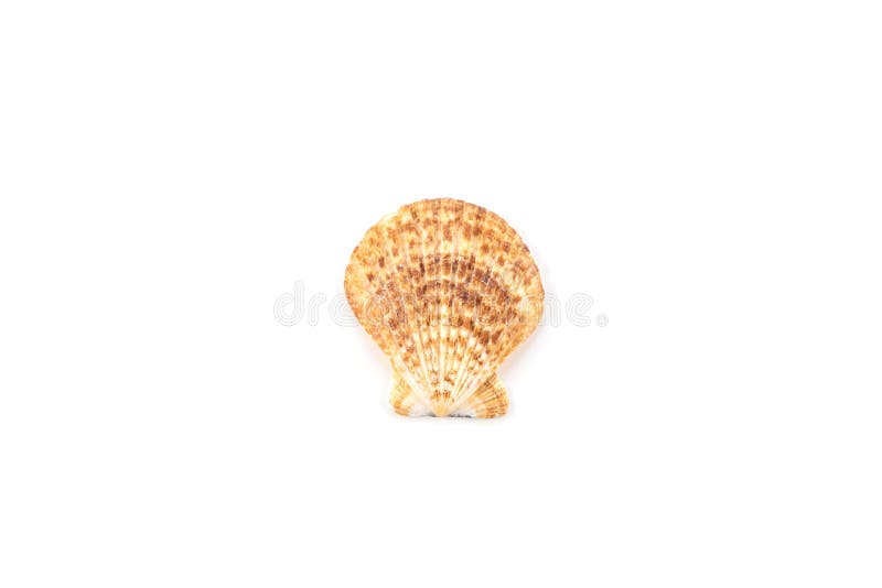Isolated Shells with White Background. Stock Image - Image of snail ...