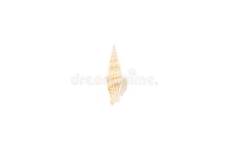 Isolated Shells with White Background. Stock Photo - Image of high ...
