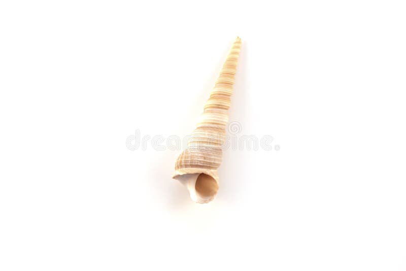 Isolated Shells with White Background. Stock Photo - Image of texture ...