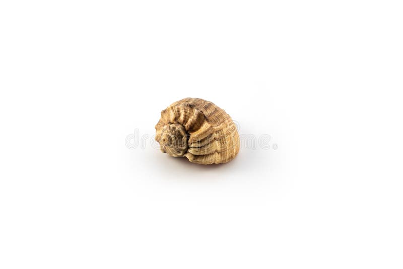 Isolated Shells with White Background. Stock Photo - Image of shadow ...