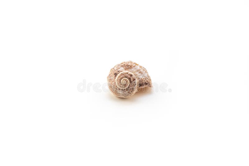 Isolated Shells with White Background. Stock Photo - Image of spiral ...
