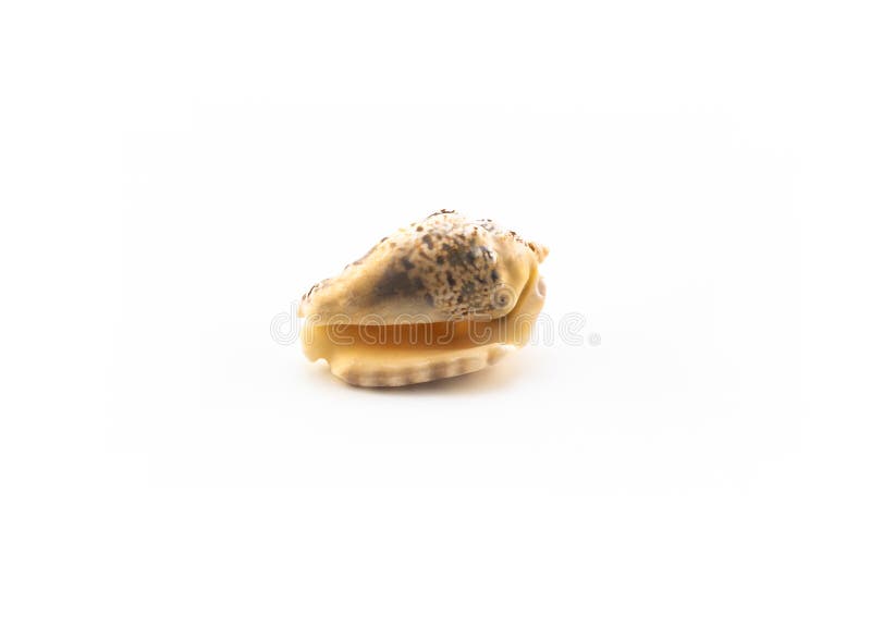 Isolated Shells with White Background. Stock Image - Image of snail ...