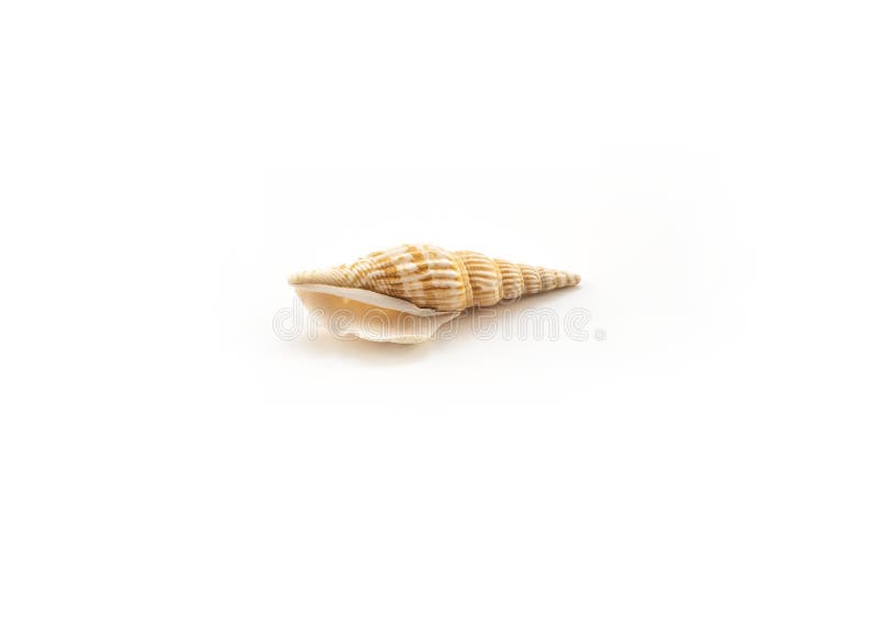 Isolated Shells with White Background. Stock Photo - Image of seahorse ...
