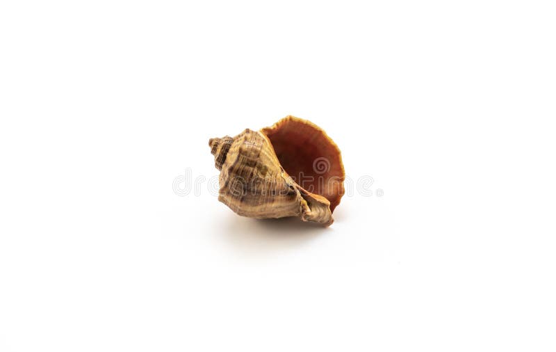 Isolated Shells with White Background. Stock Photo - Image of high ...