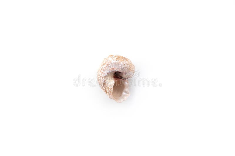 Isolated Shells with White Background. Stock Image - Image of texture ...