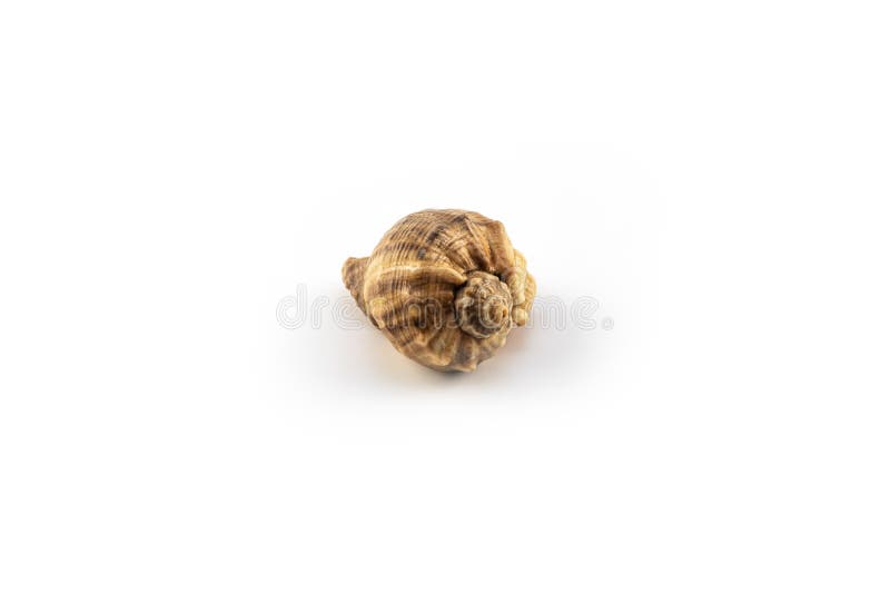 Isolated Shells with White Background. Stock Photo - Image of shells ...