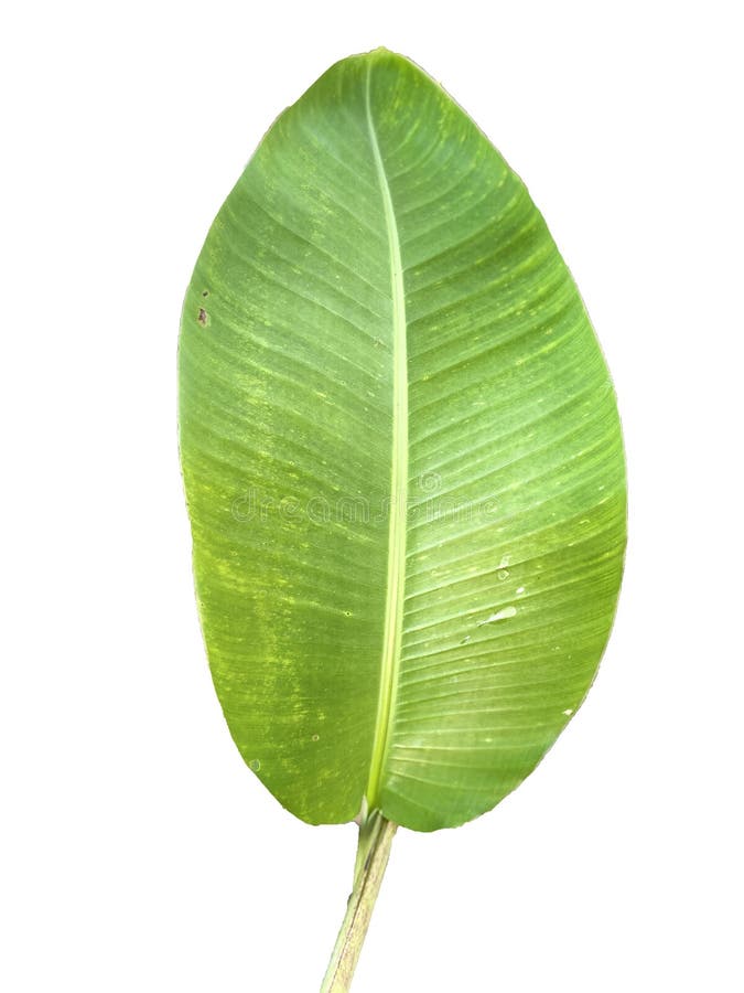 107 Prominent Natural Vein Patterns Stock Photos - Free & Royalty-Free ...