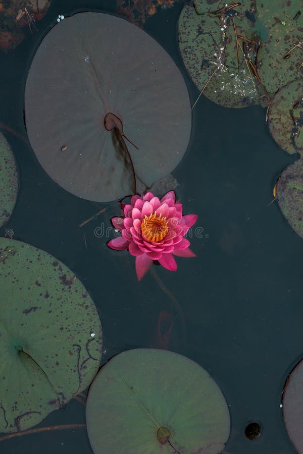 Isolated Shot of Pink Water Lily Stock Photo - Image of blossom, pink ...