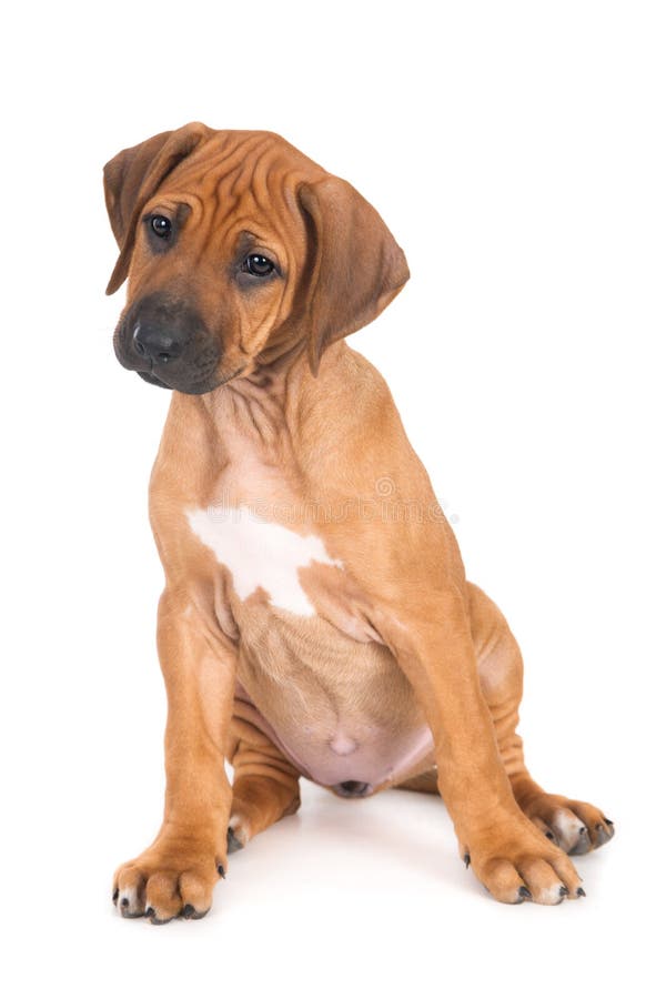 Rhodesian Ridgeback puppy stock image. Image of puppy - 7740717
