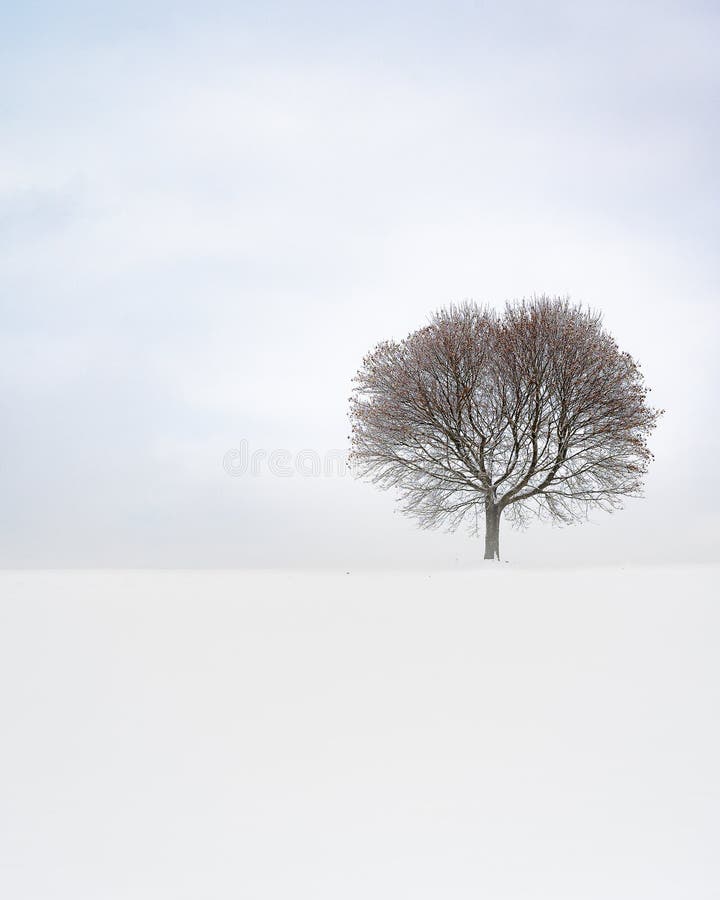 Isolated shot of the withered tree during the winter season royalty ...