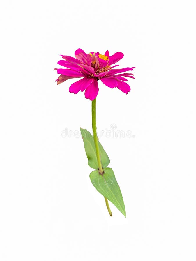Isolated Side View of Pink Zinnia Flowers on a White Background. Stock ...