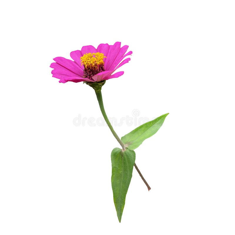 Isolated Side View of Pink Zinnia Flowers on a White Background. Stock ...