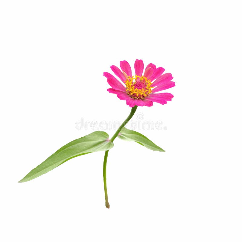 Isolated Side View of Pink Zinnia Flowers on a White Background. Stock ...