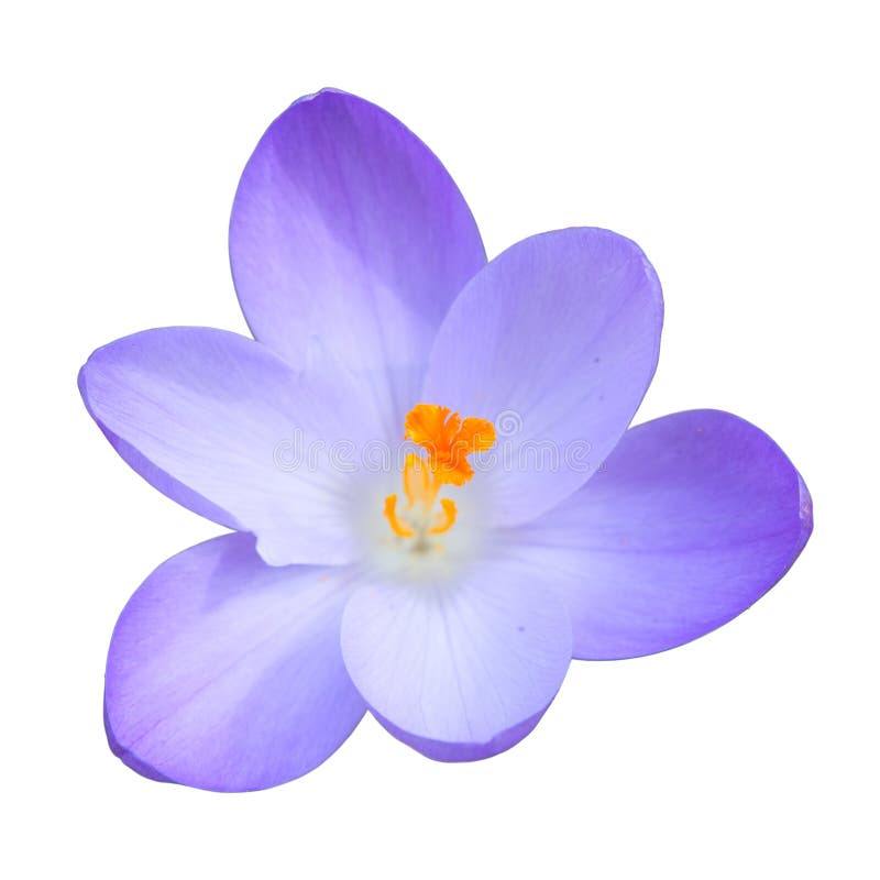 Isolated Single Blue Crocus Spring Flower Stock Photo - Image of ...