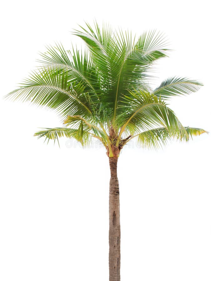 80+ Single tropical coconut tree Free Stock Photos - StockFreeImages