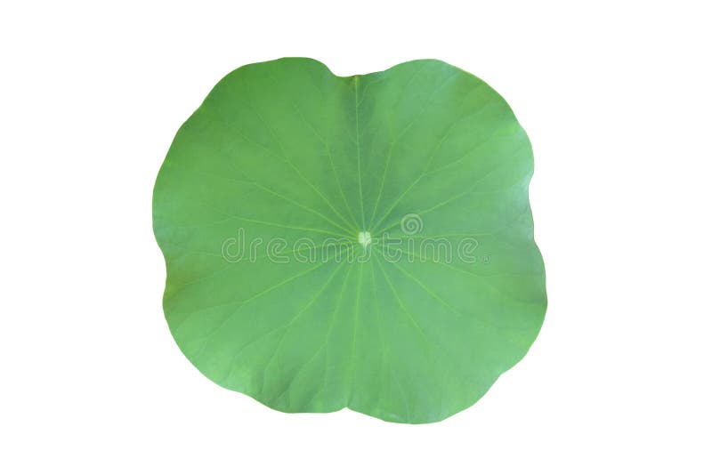 Isolated Single Green Lotus Leaf Stock Image - Image of beauty, fileds ...