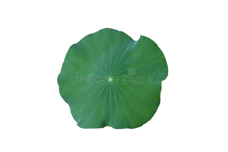 Isolated Single Green Lotus Leaf Stock Image - Image of beauty, fileds ...